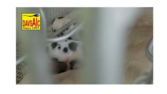 Care and management sow and gilts | PDF