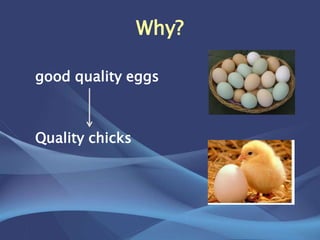 Care and storage of hatching eggs before | PPTX