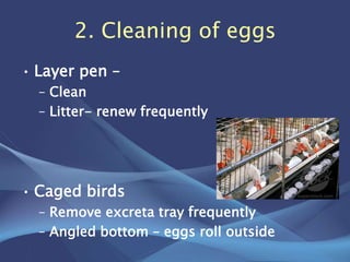 Care and storage of hatching eggs before | PPTX