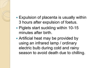 Care during farrowing of sow | PPTX