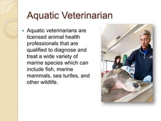 Careers in veterinary medicine | PPTX