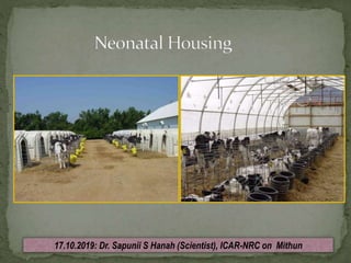 Care & Management of Mithun calves.pptx