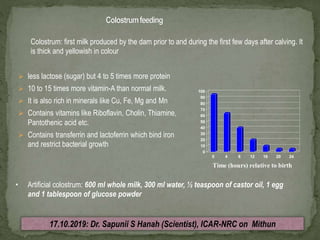 Care & Management of Mithun calves.pptx