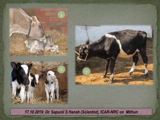 Care & Management of Mithun calves.pptx
