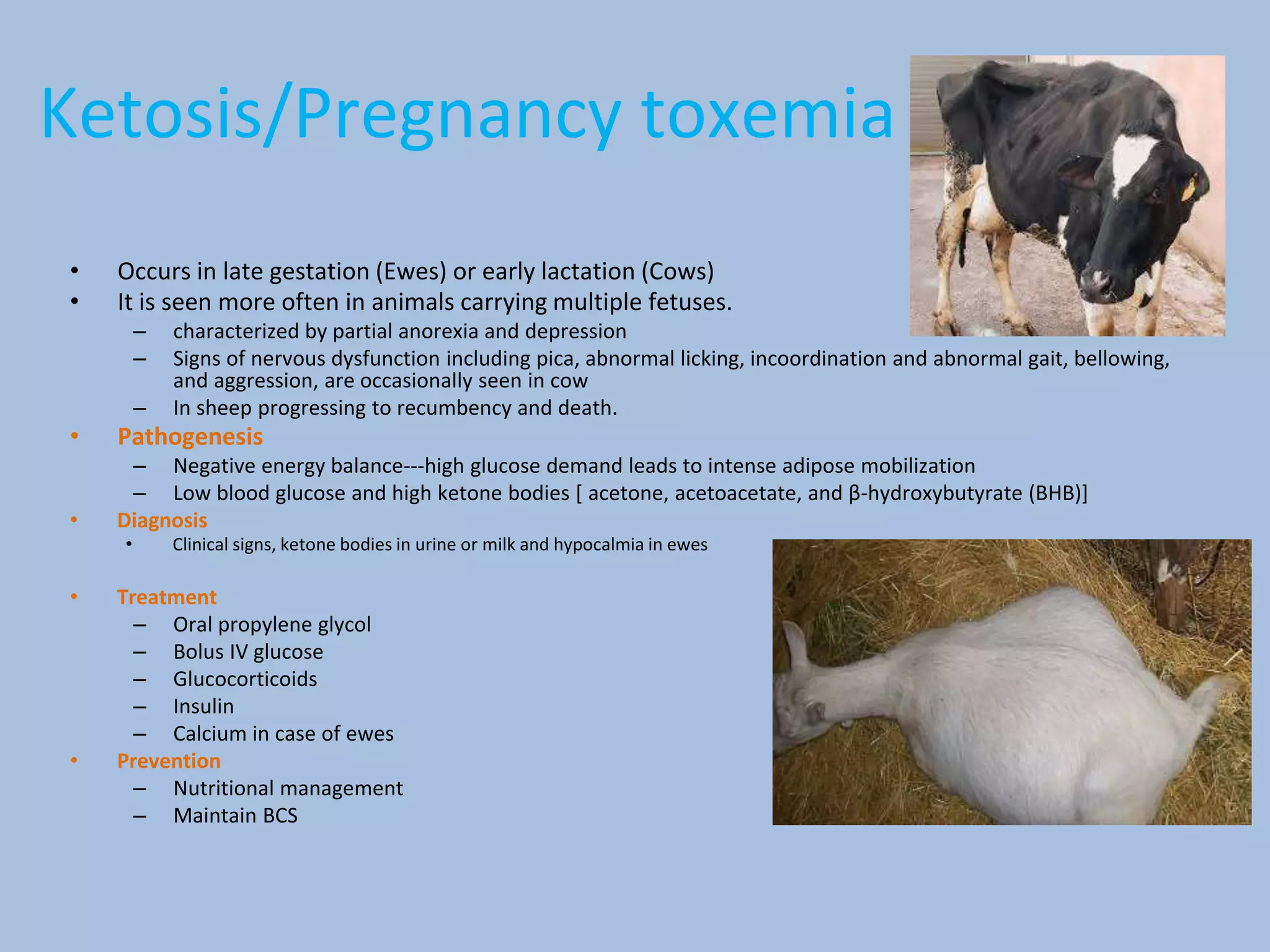 Care and Management of Pregnant Cows and Ewes | PPTX