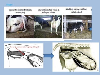 Care and Management of Pregnant Cows and Ewes | PPTX