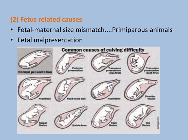 Care and Management of Pregnant Cows and Ewes