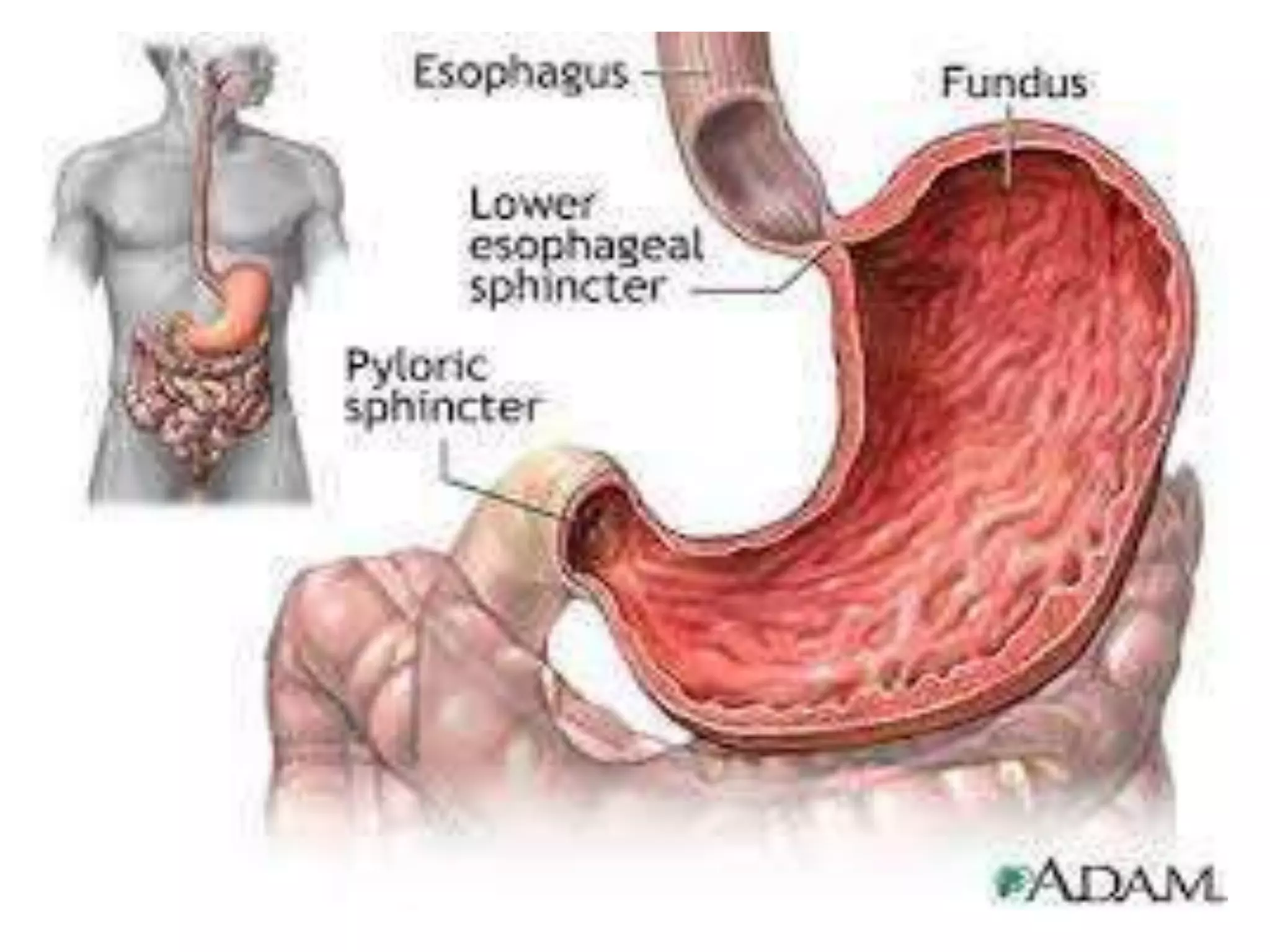 Care of elderly | PPTX