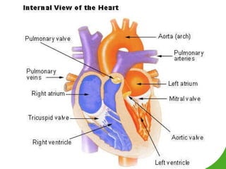 Care Your Cardio System | PPS | Heart and Cardiovascular Diseases ...