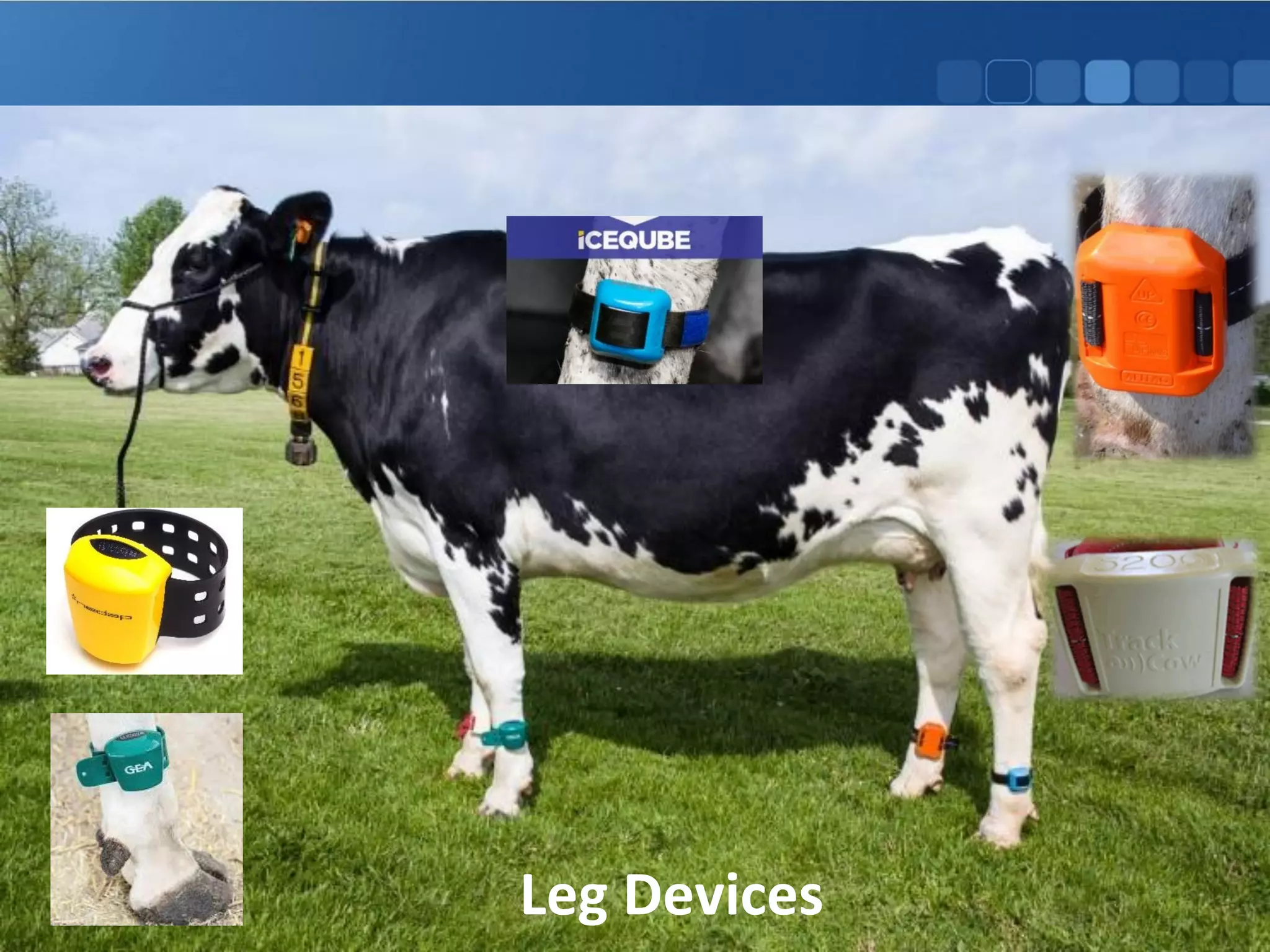 Precision Dairy Monitoring Opportunities and Challenges | PPT