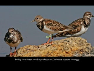 Caribbean roseate tern | PPTX