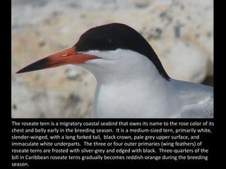 Caribbean roseate tern | PPTX
