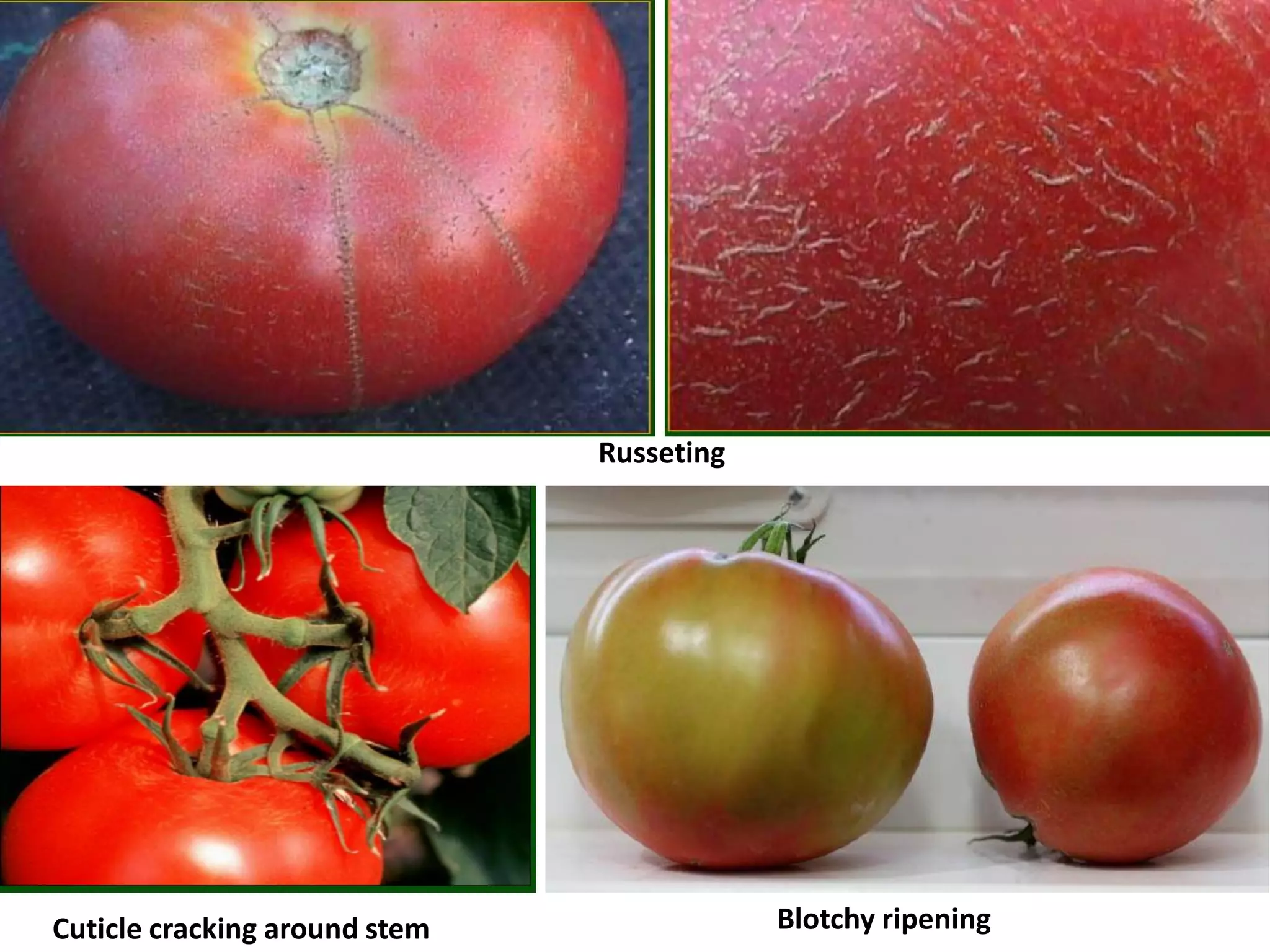 FAO study on postharvest losses of cassava, mango and tomato in ...