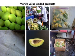 FAO study on postharvest losses of cassava, mango and tomato in ...