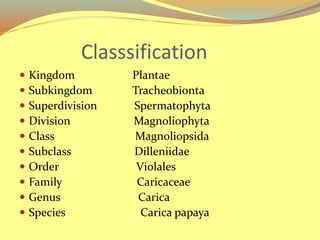 Carica papaya (caricaceae) | PPTX