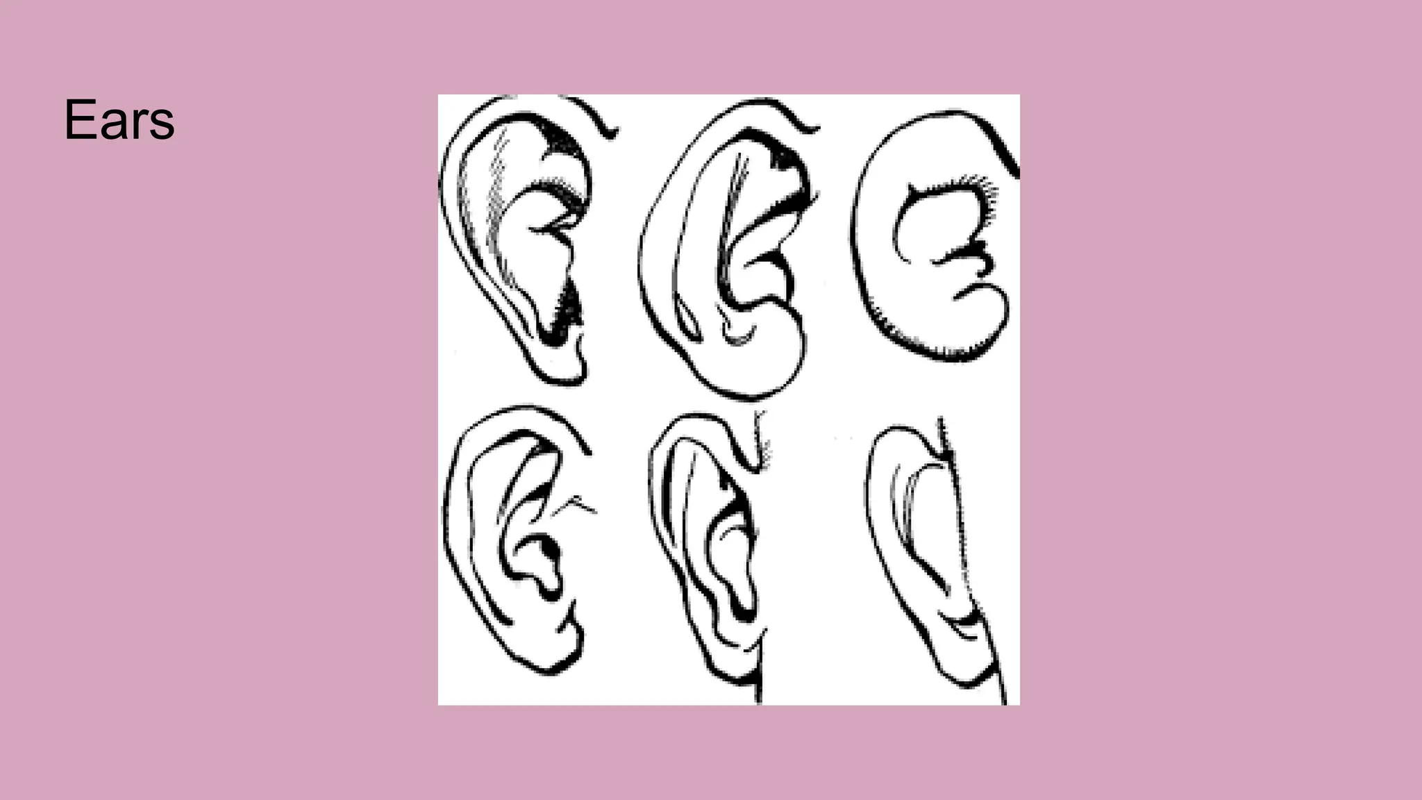 Caricature Portraits. Drawing portraits with exaggerated features. | PPT