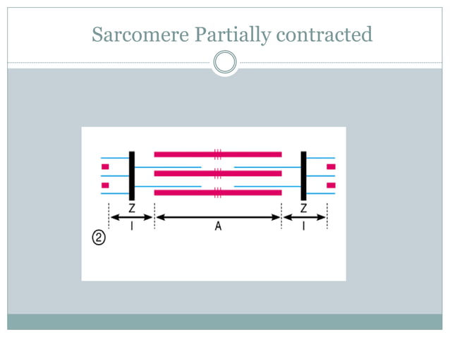 caridac muscle contraction and control calcium level.pdf