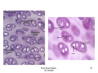 Basics of the Cartilage Histology | PPT