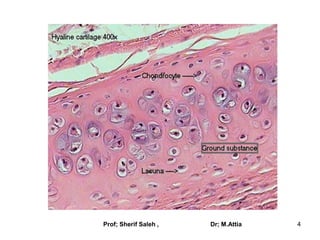 Basics of the Cartilage Histology | PPT