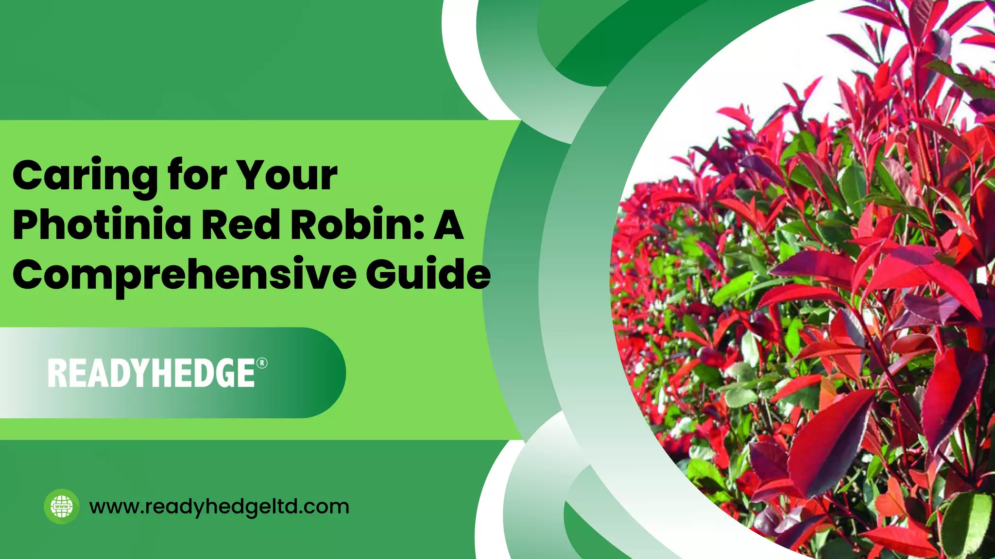 Caring for Your Photinia Red Robin.pdf