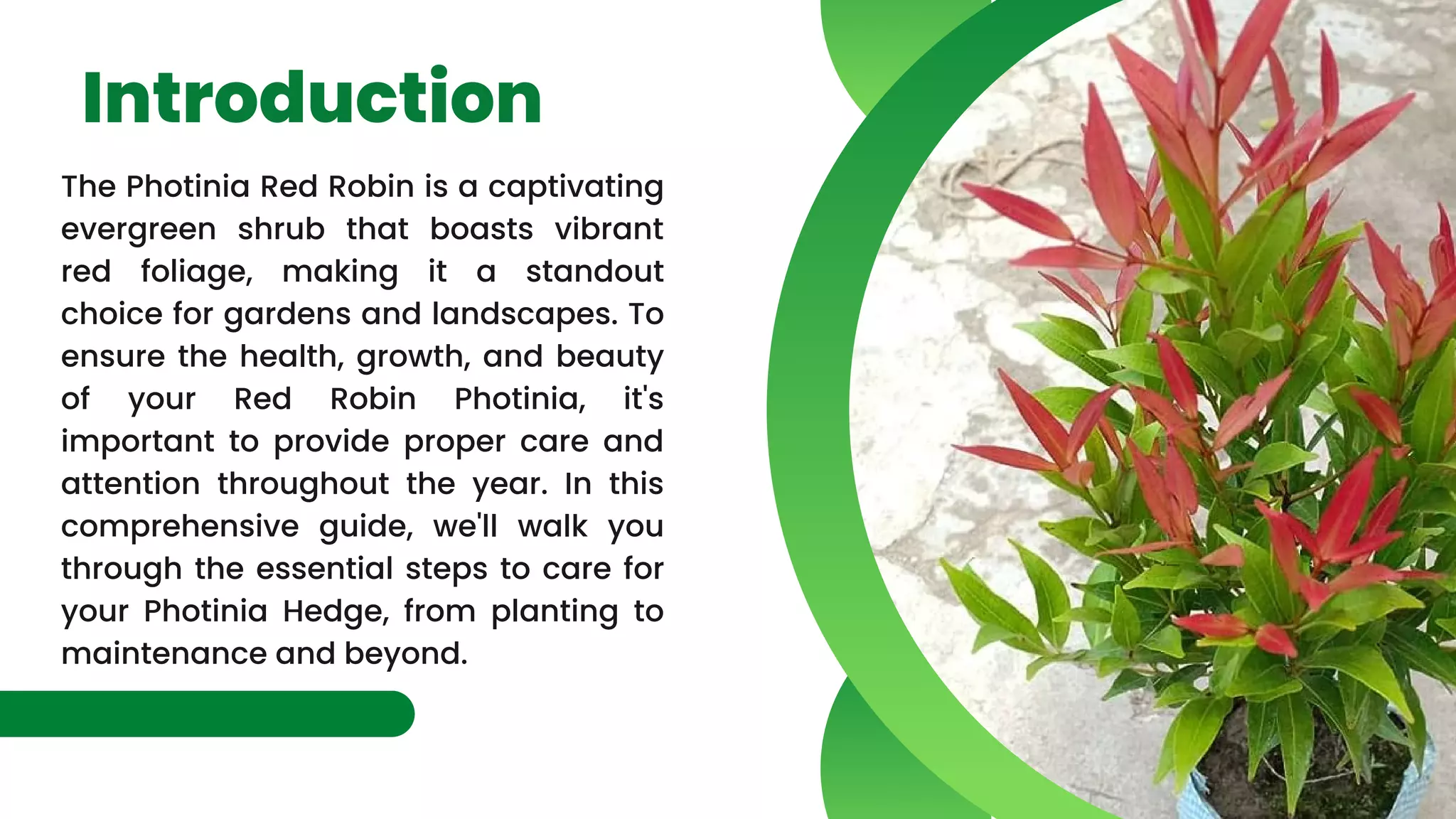 Caring for Your Photinia Red Robin.pdf