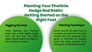 Caring for Your Photinia Red Robin.pdf