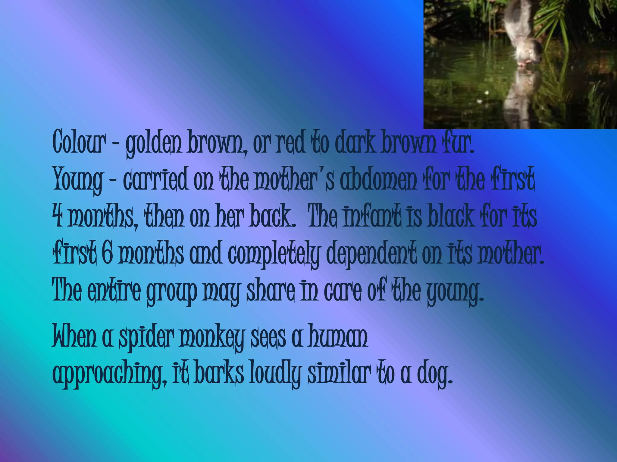 Carla spider monkey | PPTX