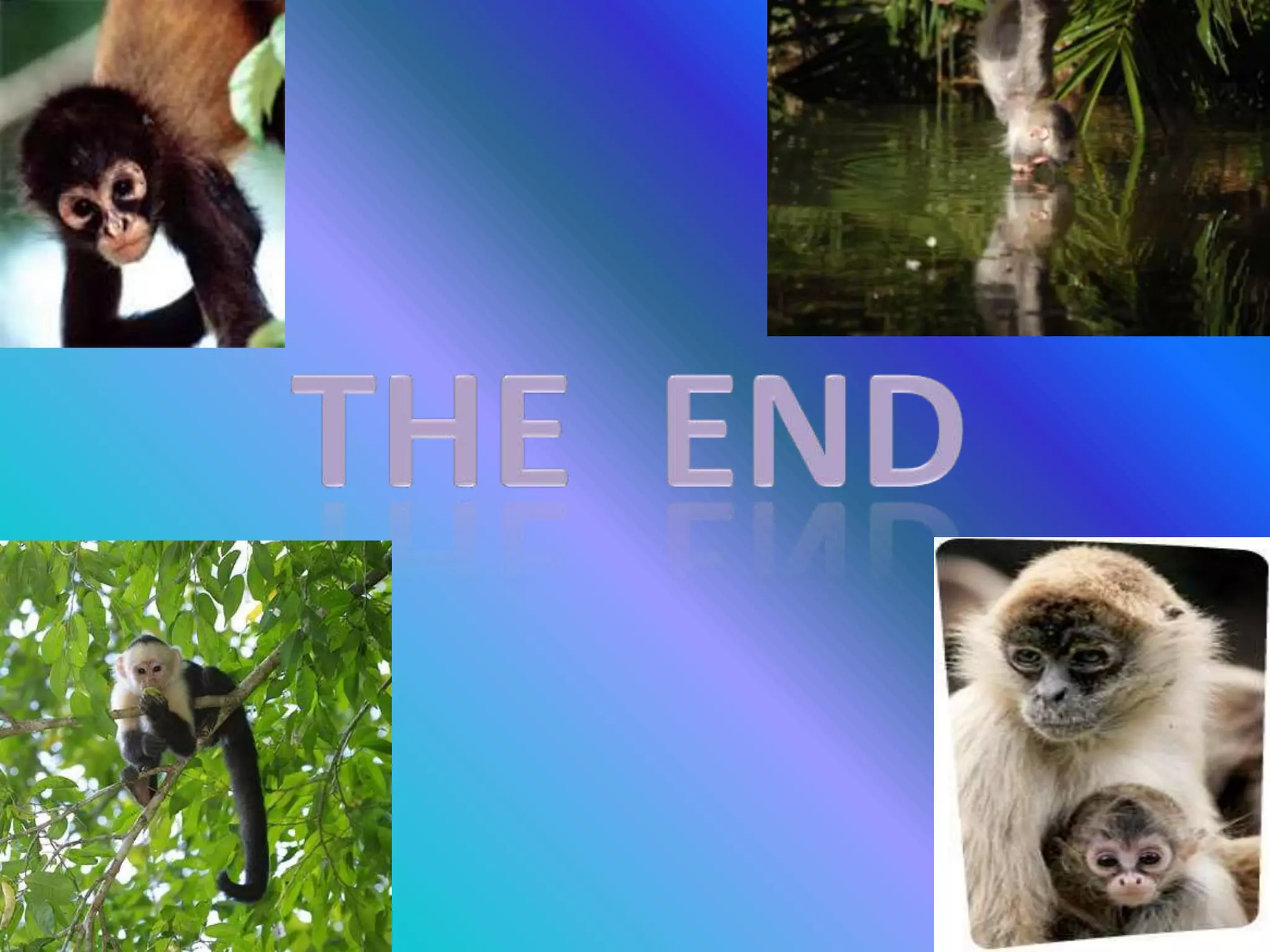 Carla spider monkey | PPTX