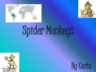 Carla spider monkey | PPTX