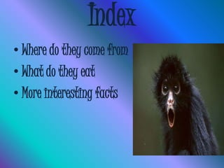 Carla spider monkey | PPTX