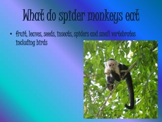 Carla spider monkey | PPTX