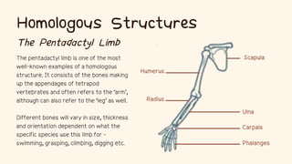 Grade 10-Science Evolution Comparative Anatomy | PPTX