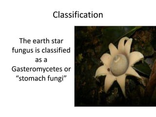 Earth Star | PPT