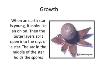 Earth Star | PPTX