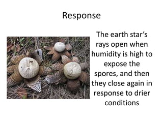 Earth Star | PPTX