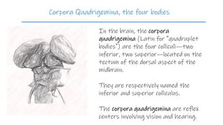 Carl Jung and Squaring the Circle | PPT