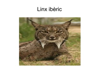 Linx Ibèric | ODP
