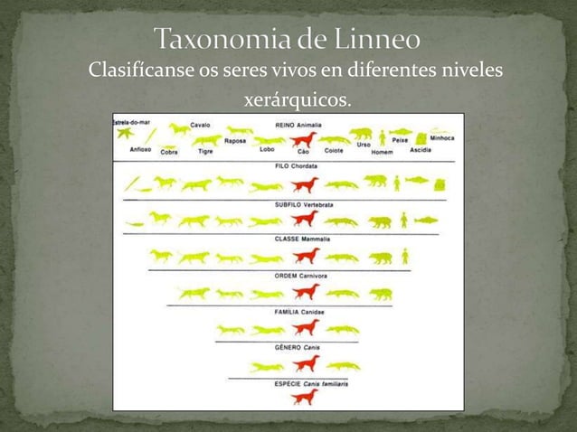 Carl von linneo | PPT