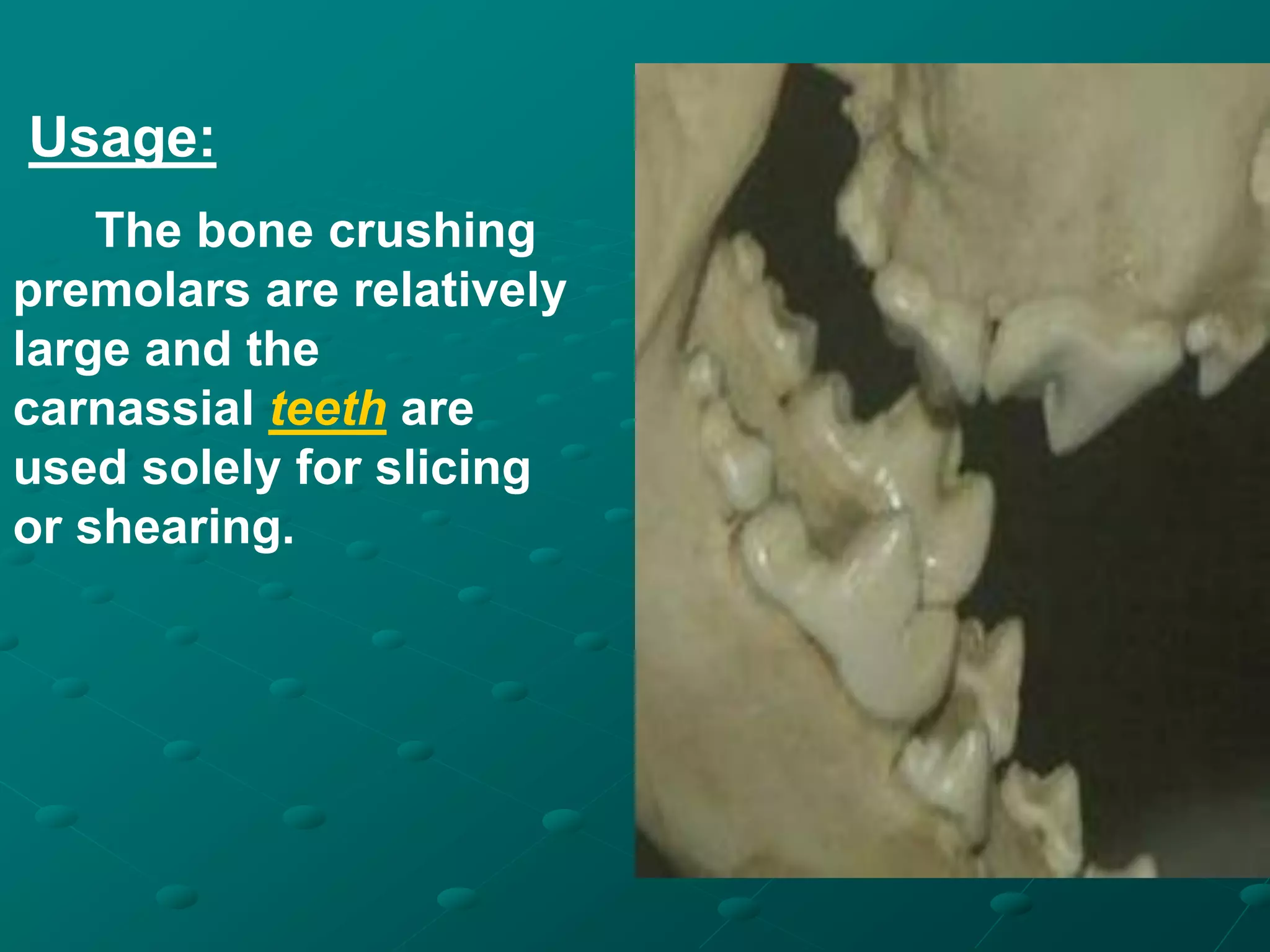 Root Word --> CARN | PDF