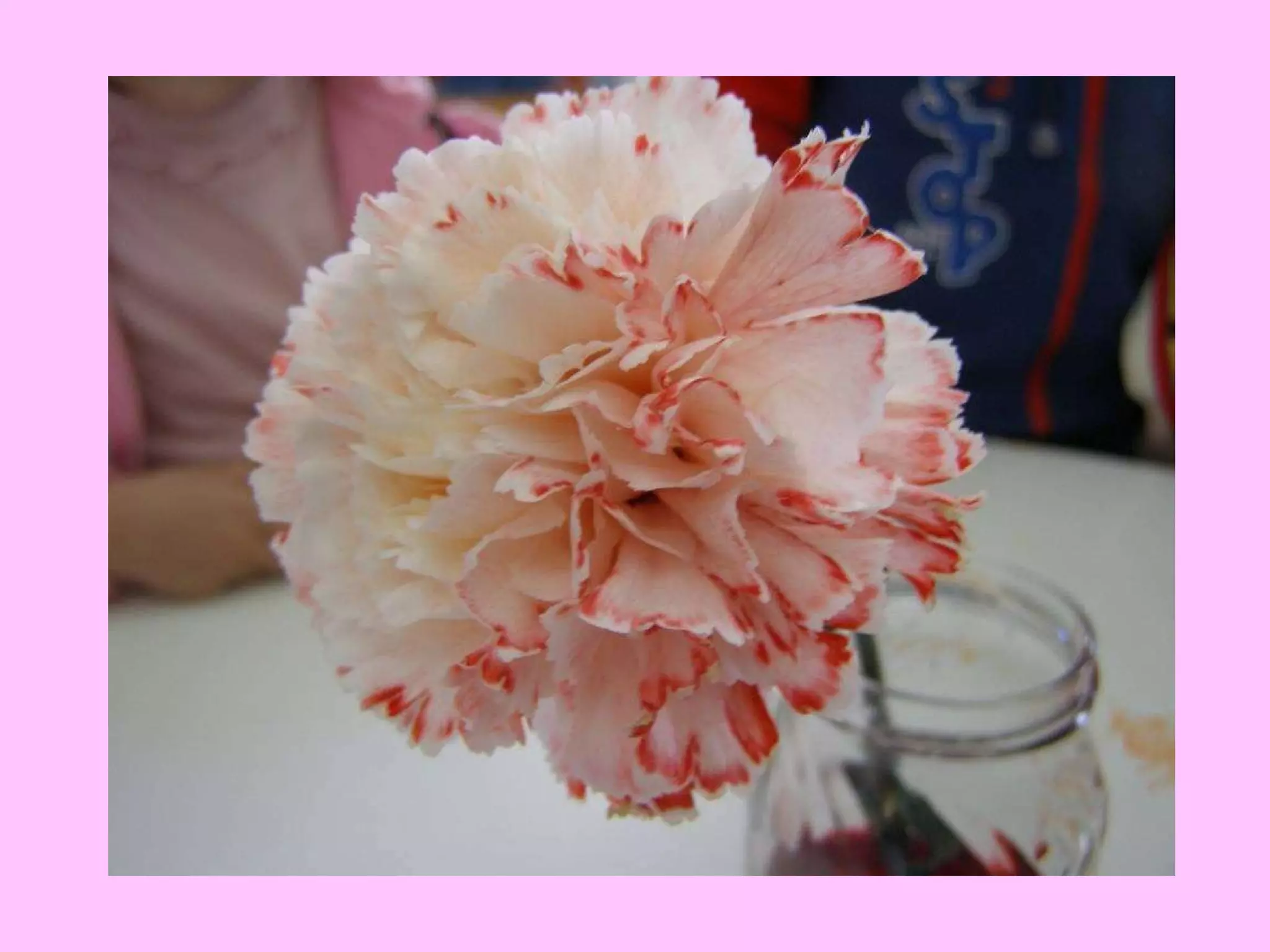 Carnation | PPT | Gardening | Home & Garden