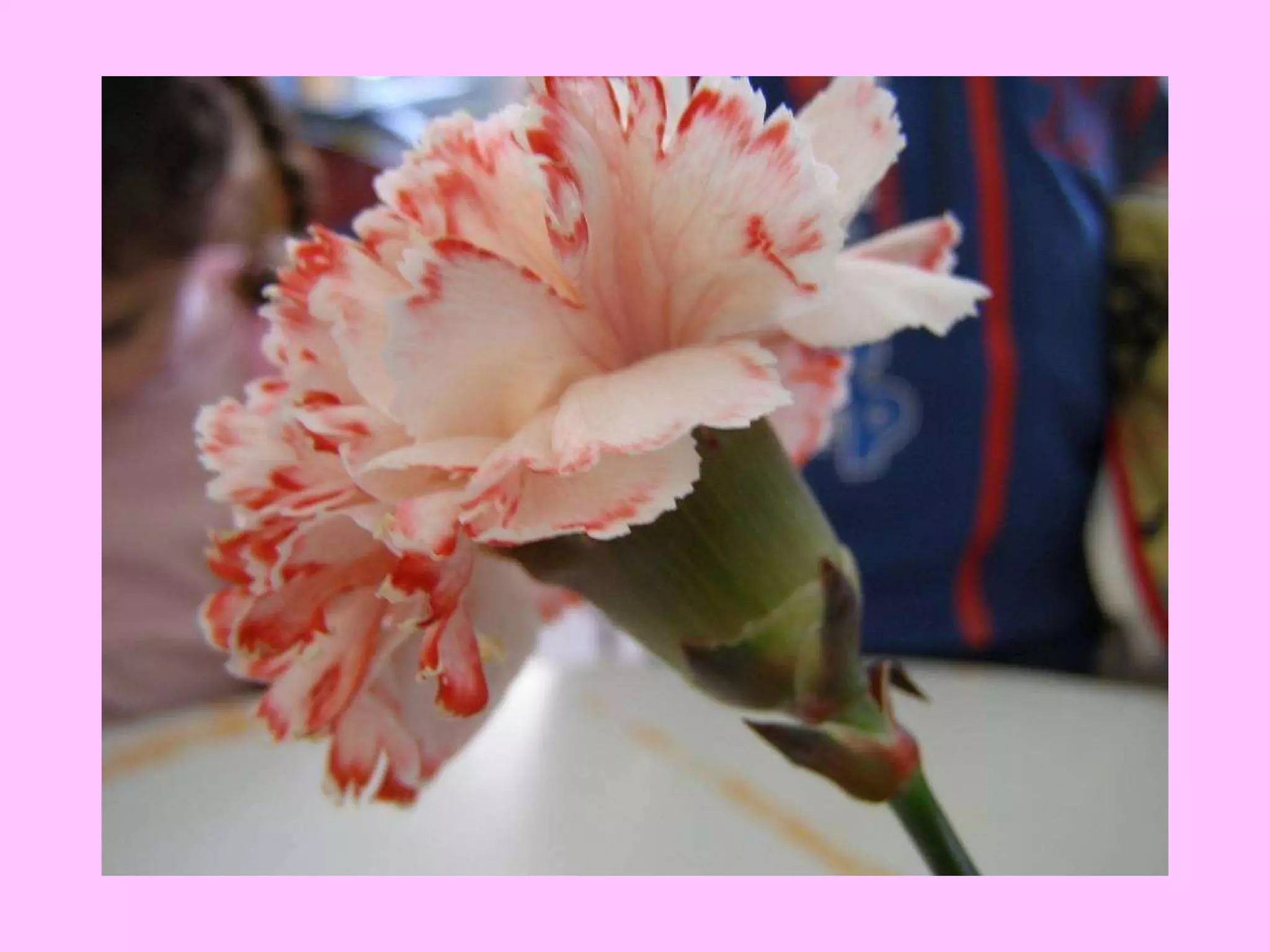 Carnation | PPT | Gardening | Home & Garden