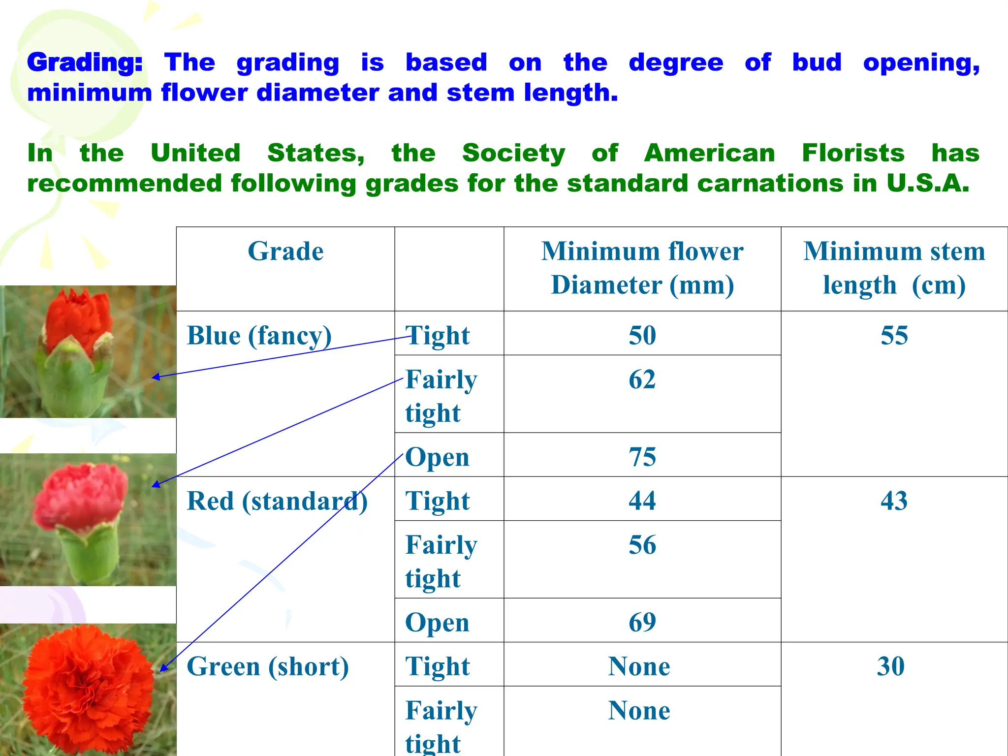 production technology of carnation-..ppt