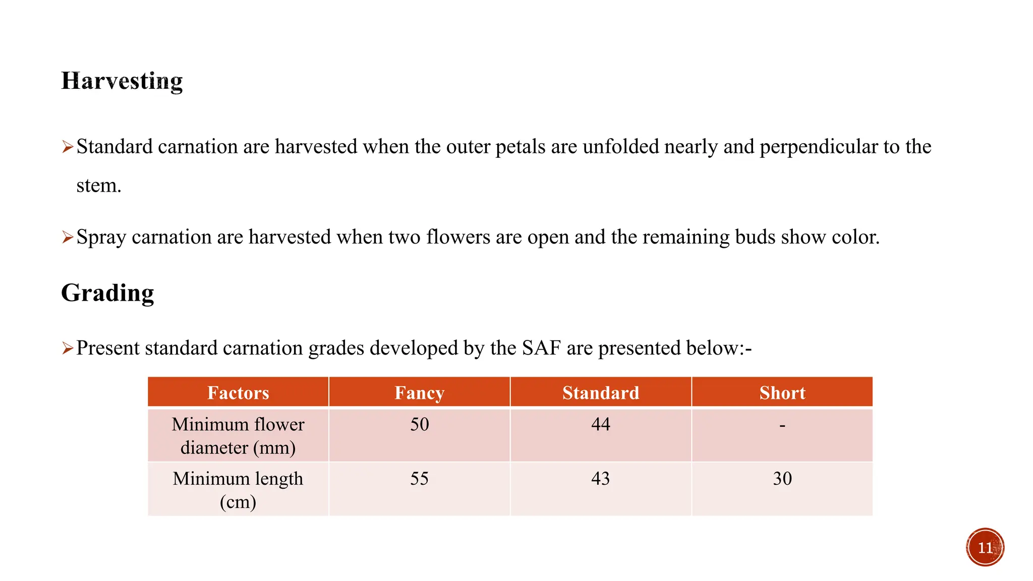 Carnation production technology and its care | PPTX