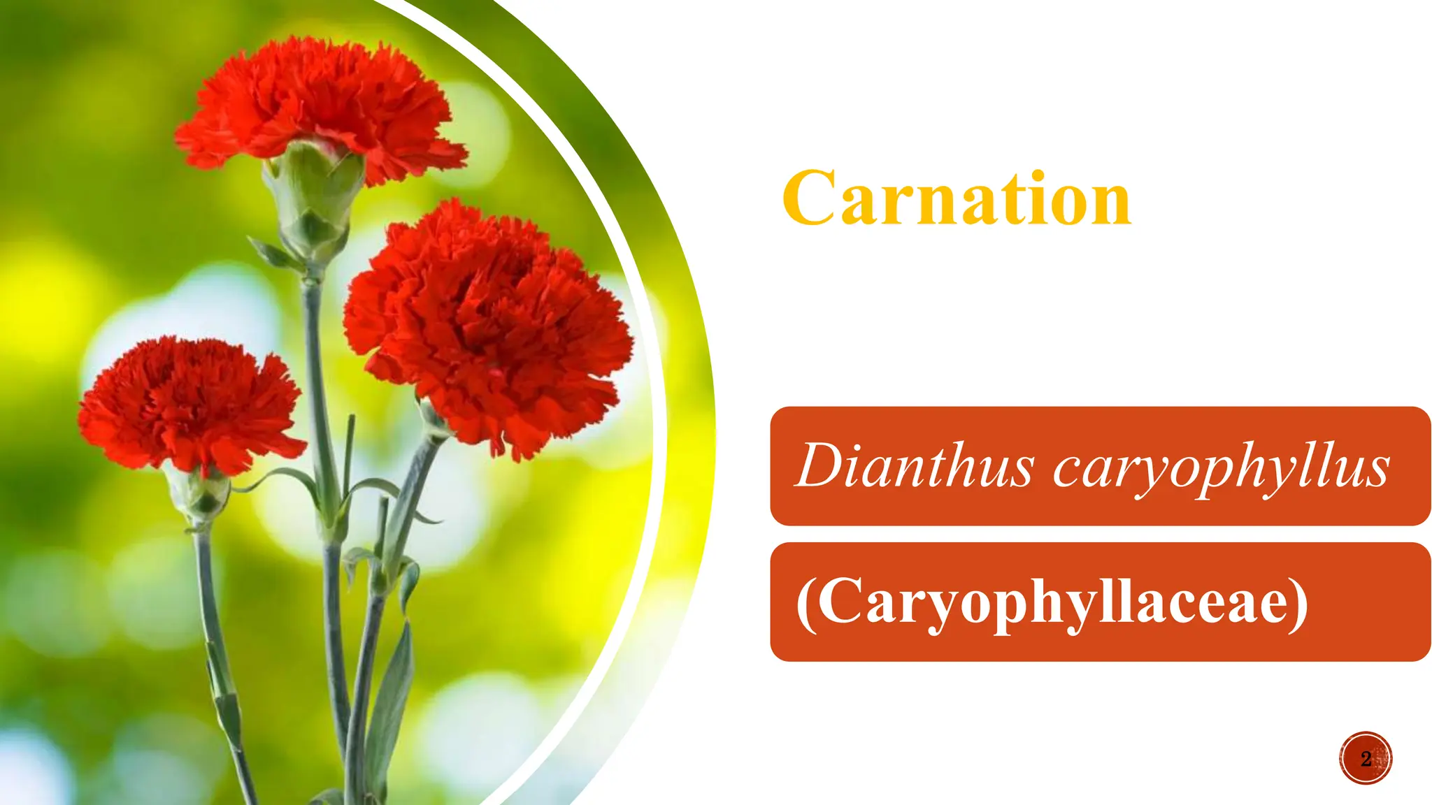 Carnation production technology and its care | PPTX