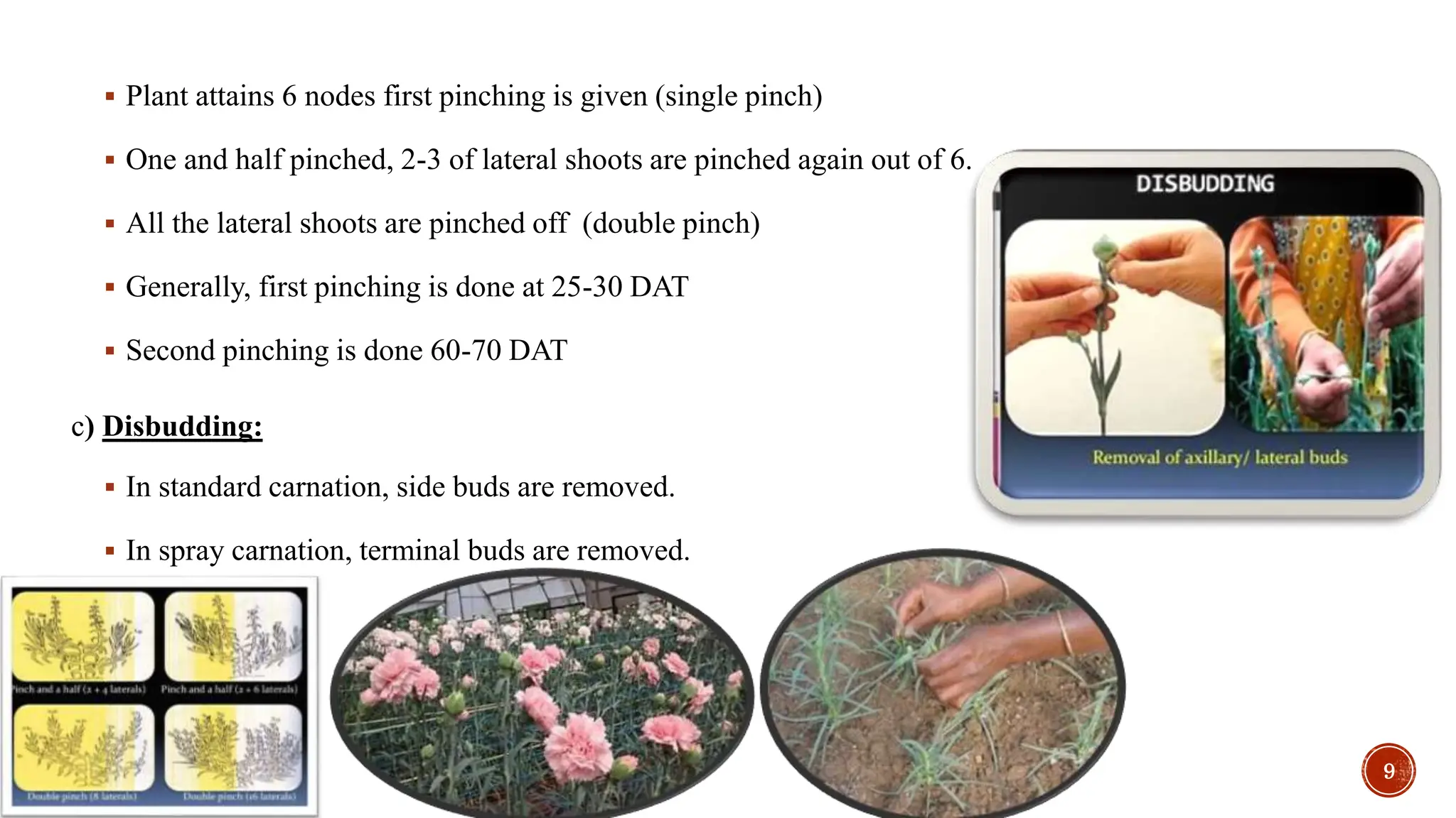 Carnation production technology and its care | PPTX