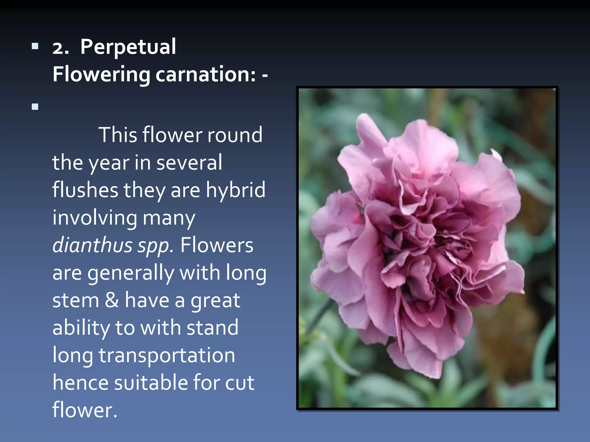 Carnation cultivation | PDF