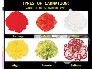 Carnation cultivation | PDF