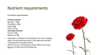 carnation Presentation.pptx