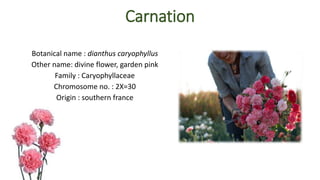 carnation Presentation.pptx