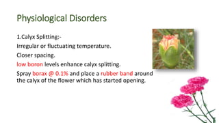 carnation Presentation.pptx